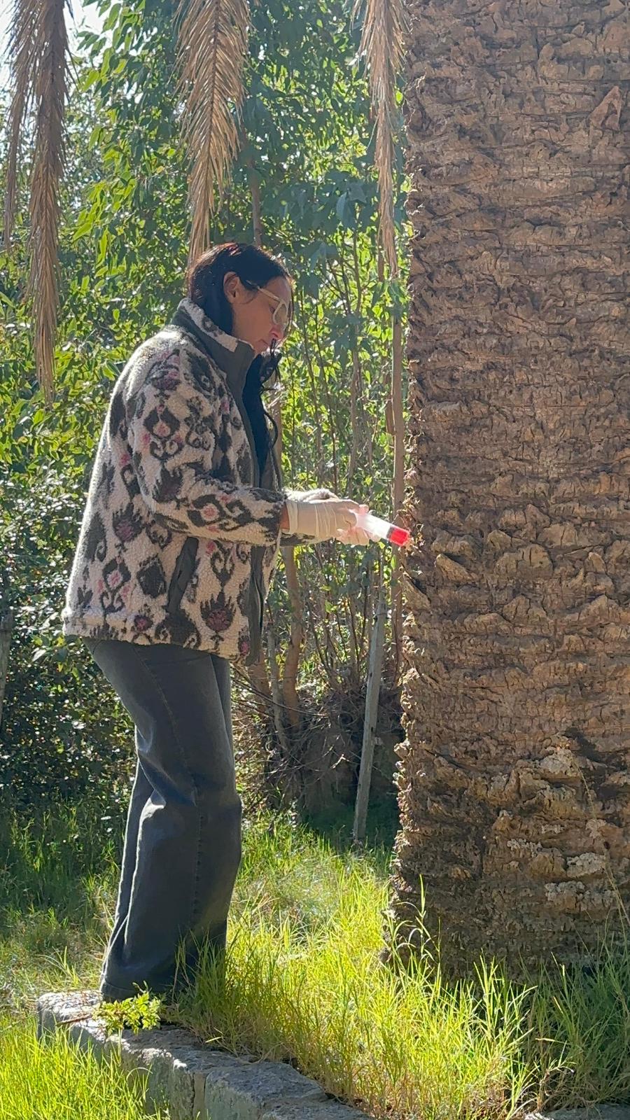 Intendencia y MGAP realizaron tratamiento sanitario a palmeras en Cerro ...