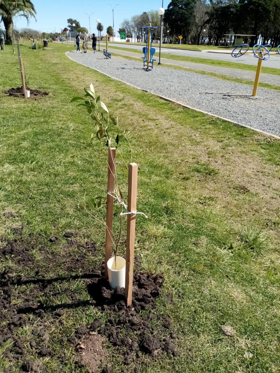 Plantatón Uruguay en Flores, Soriano y Colonia. | MA