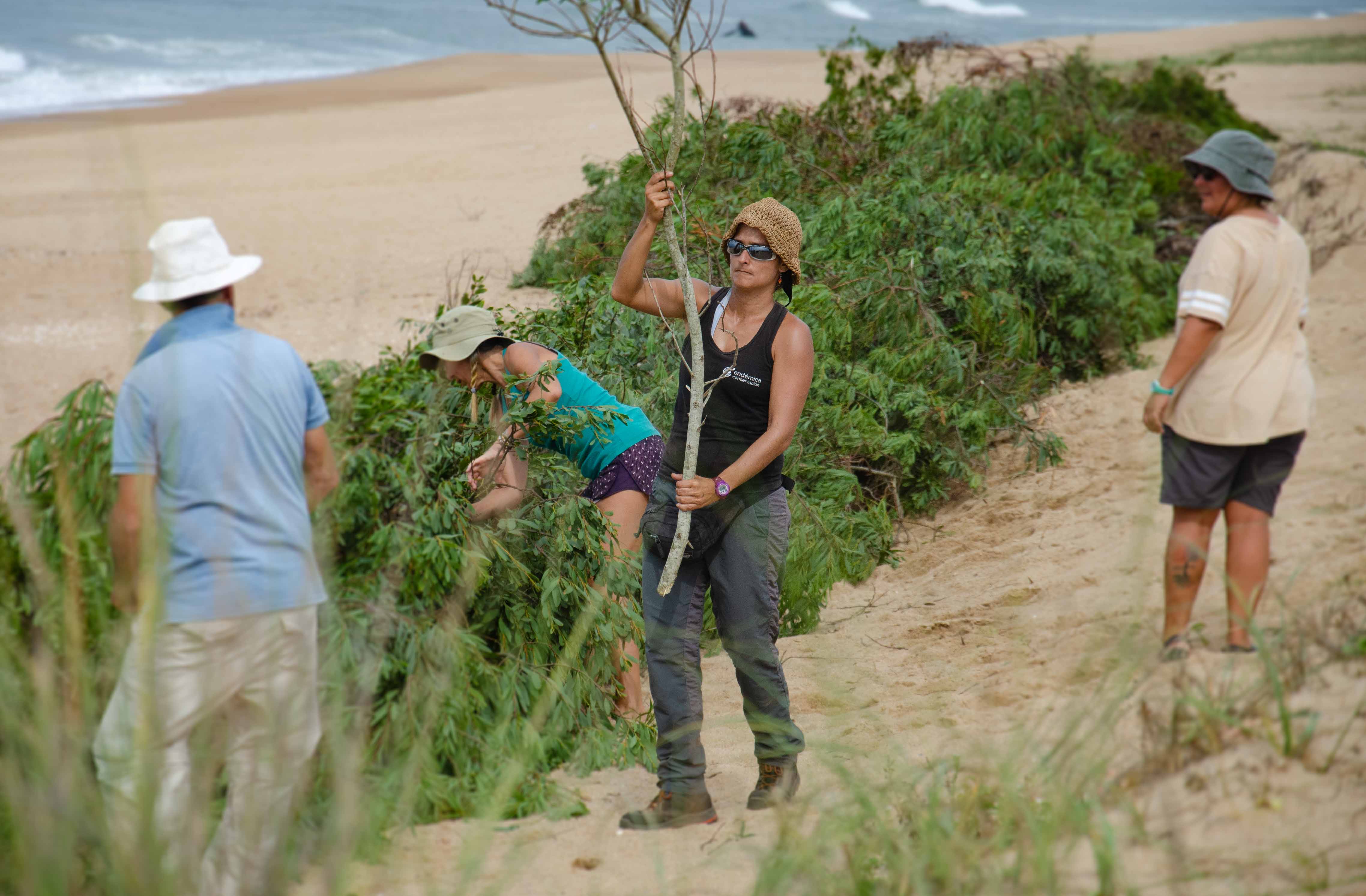 Restauración dunar en Laguna Garzón | Ministerio de Ambiente