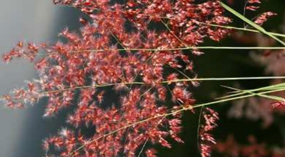 Pasto rosado, una nueva maleza exótica invasora de los campos naturales ...