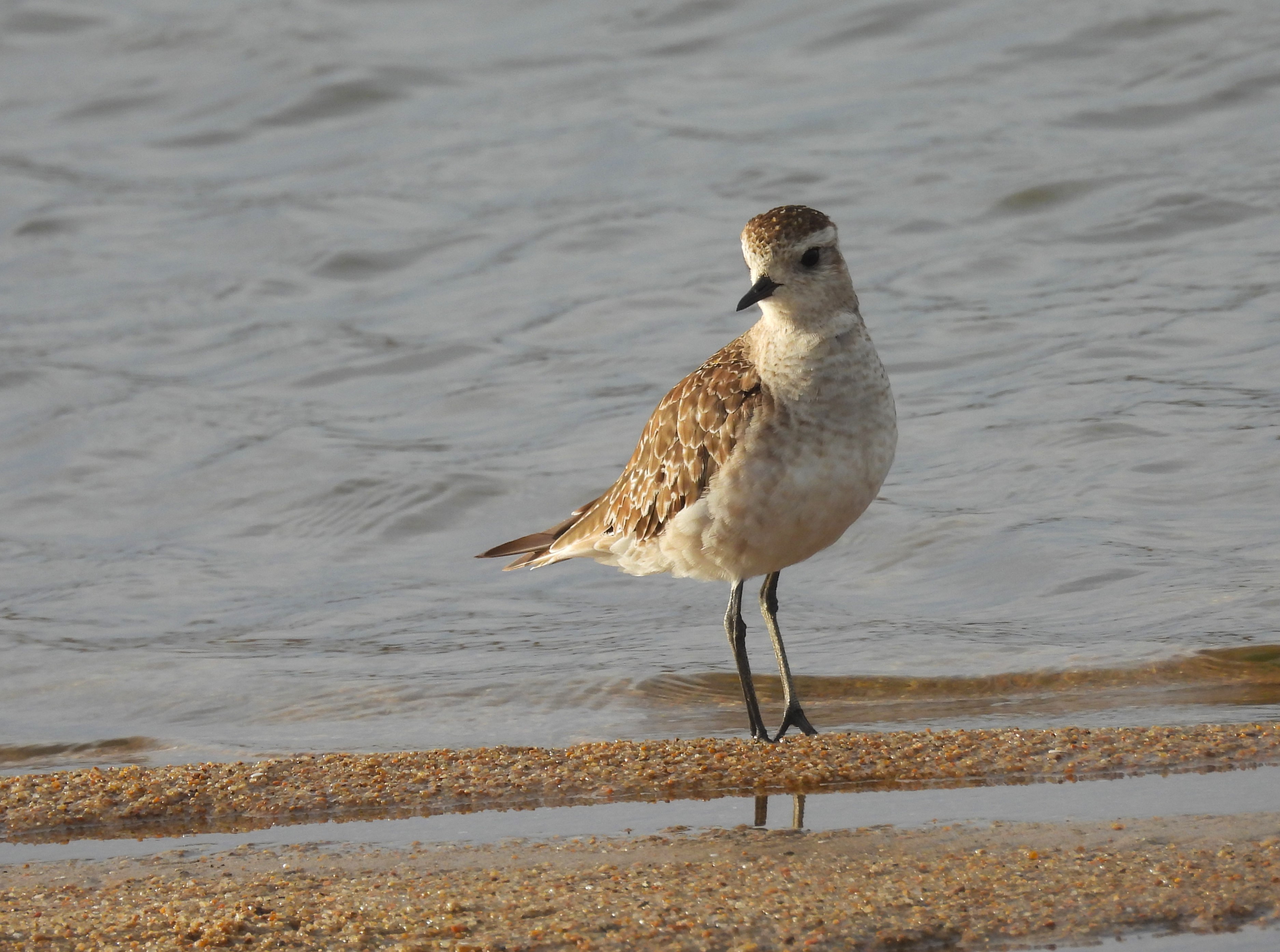 Resultados del monitoreo de aves acuáticas de la Laguna Garzón y el ...