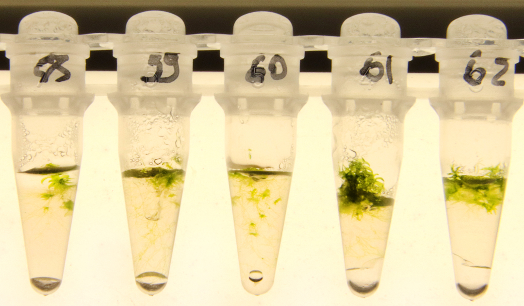 El Mirador del Instituto Clemente Estable | Ministerio de Educación y ...