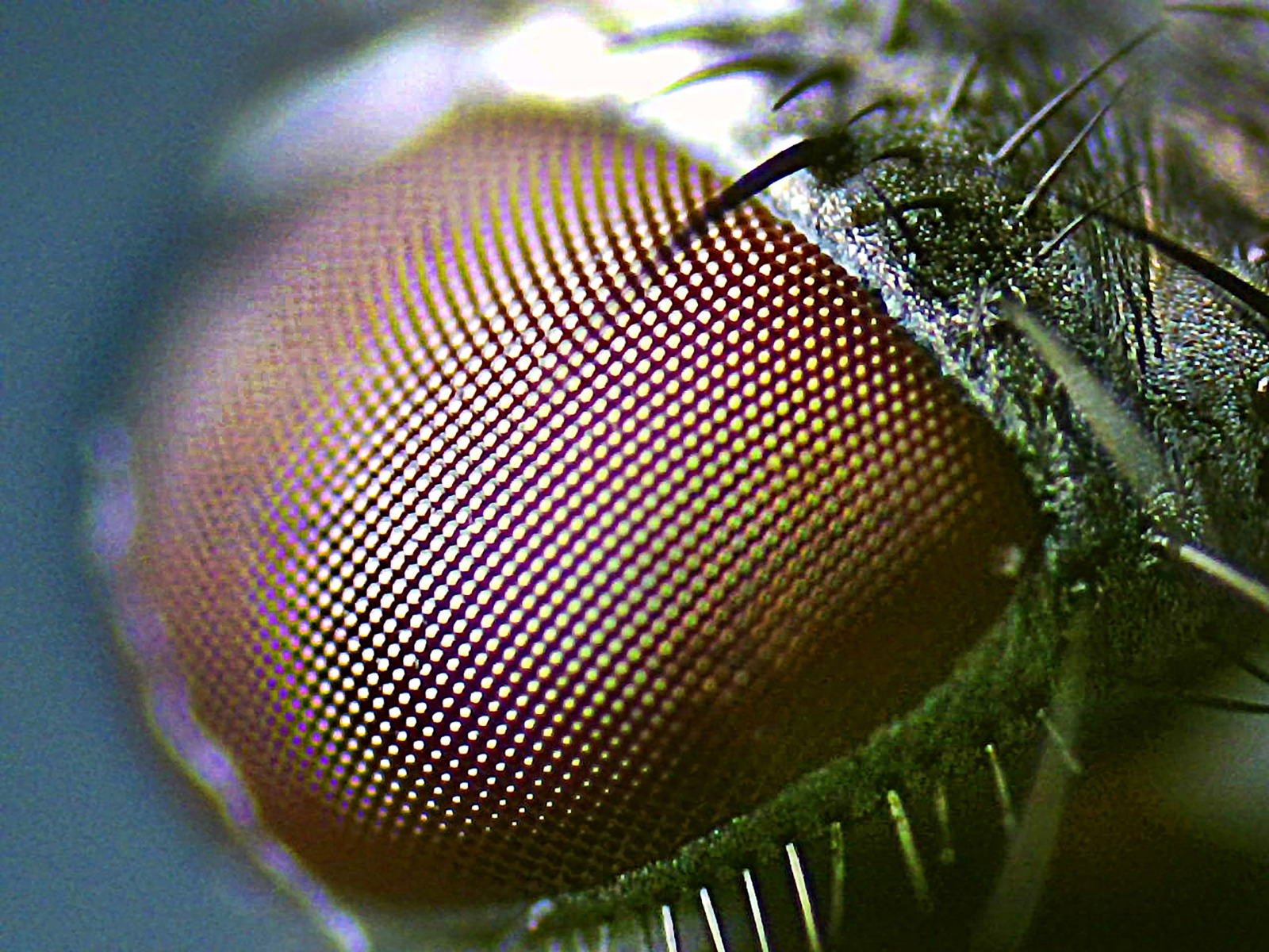 La neurociencia de los insectos | Ministerio de Educación y Cultura