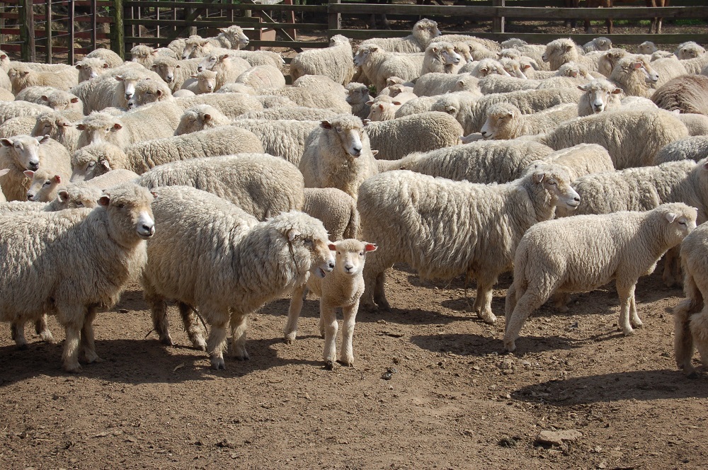 Ovinos | Ministerio de Ganadería, Agricultura y Pesca
