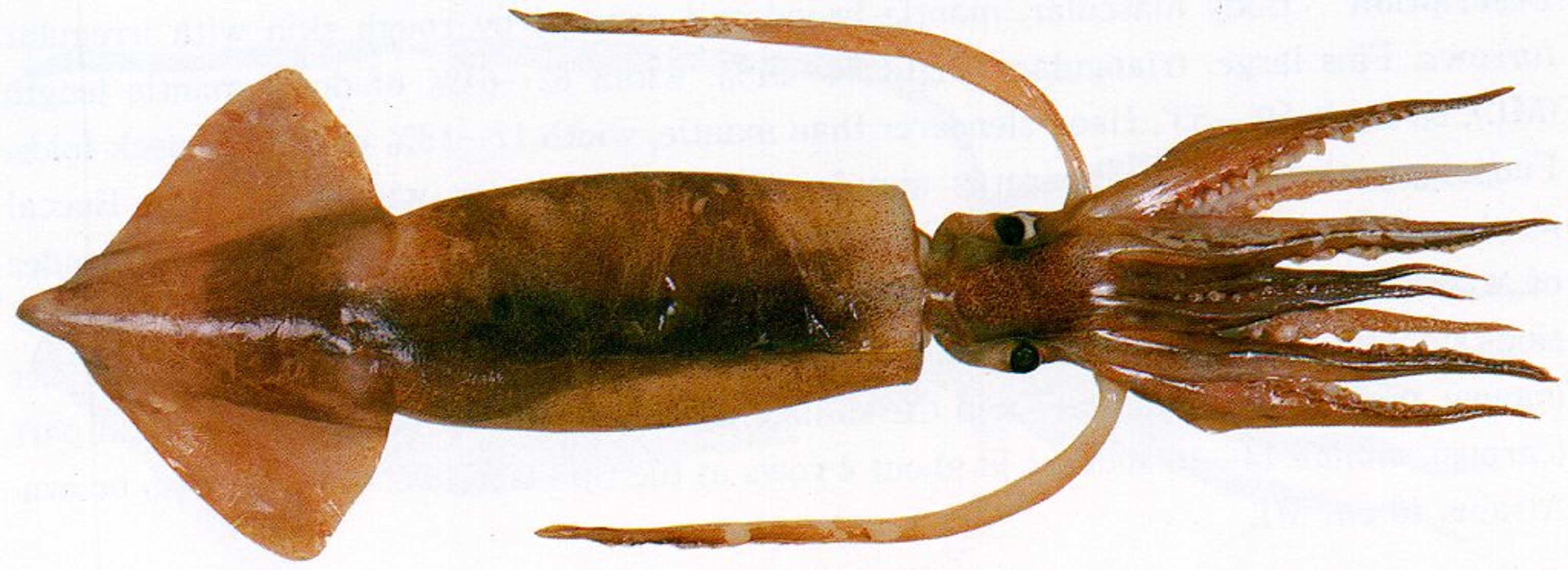 Se habilita la pesca del calamar en la Zona Común | MGAP