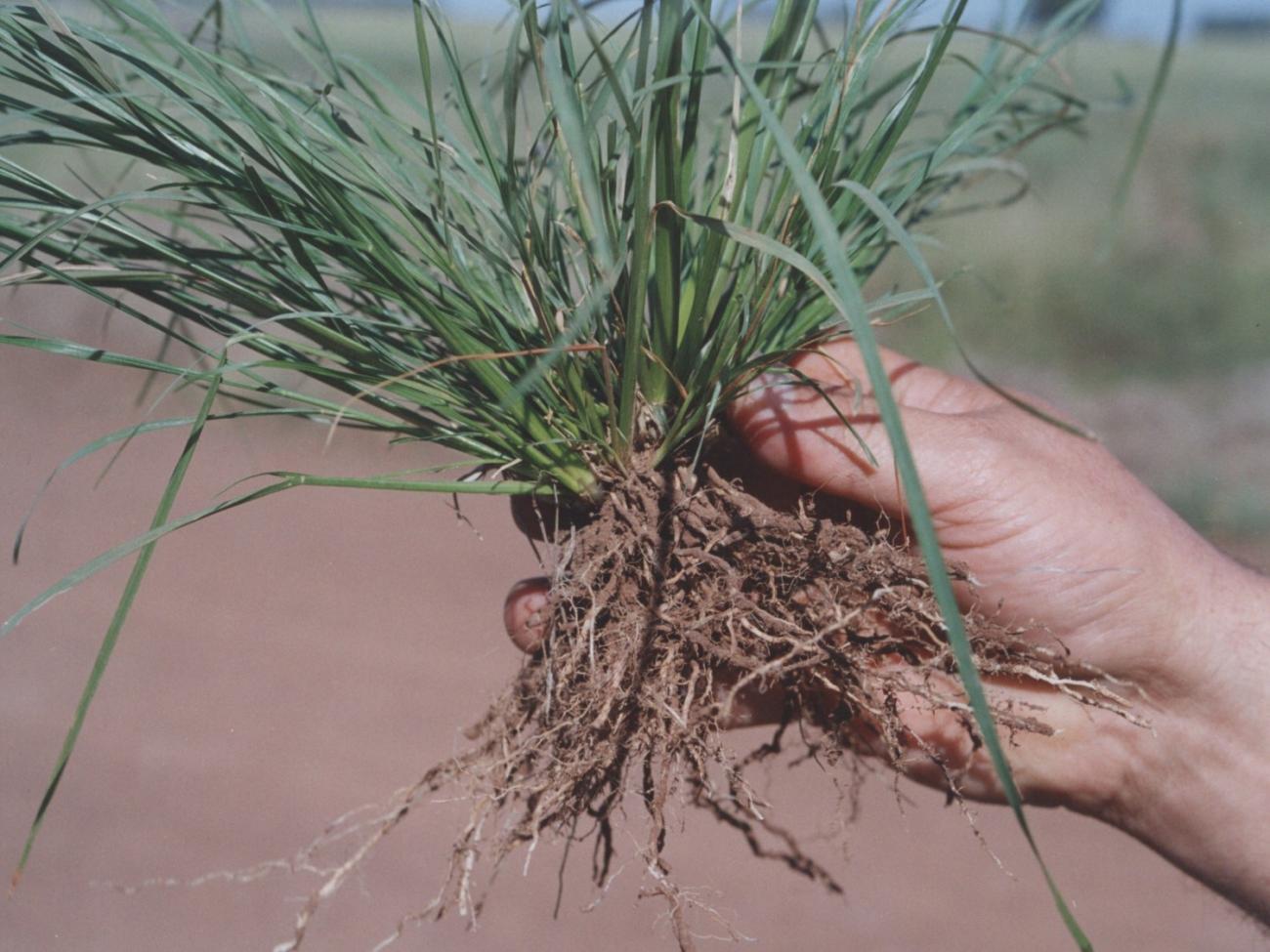 Se realizó jornada sobre Capín Annoni en Artigas | Ministerio de ...