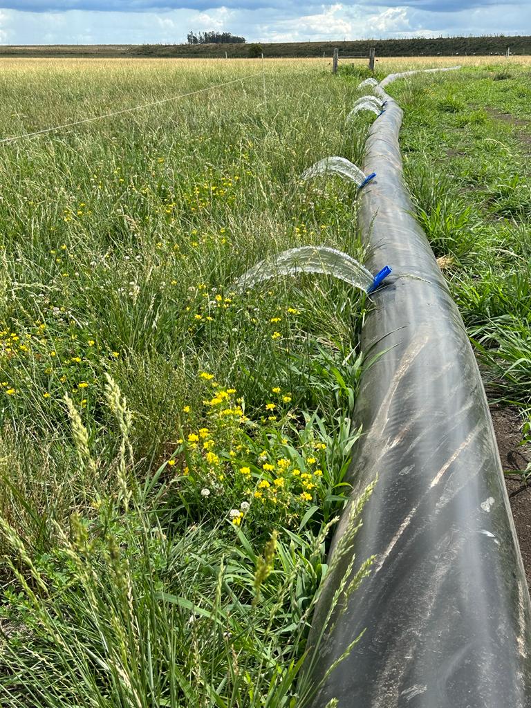 Proyecto en riego resulta en mejoras de calidad y duración de pasturas ...