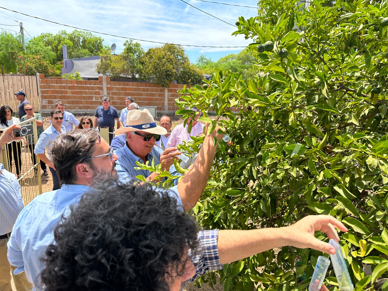HLB en Bella Unión: Liberan insecto para control biológico del vector ...