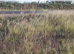 Jornada de sensibilización sobre la maleza Capim Annoni en Tacuarembó ...