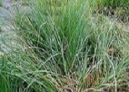 Control de Capím annoni | MGAP