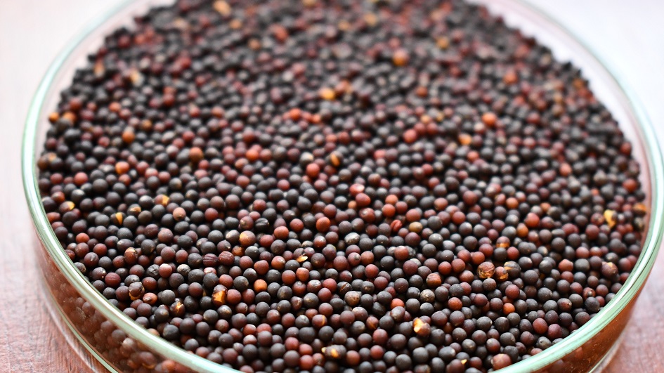 Modificación del estándar específico para semilla de colza | MGAP