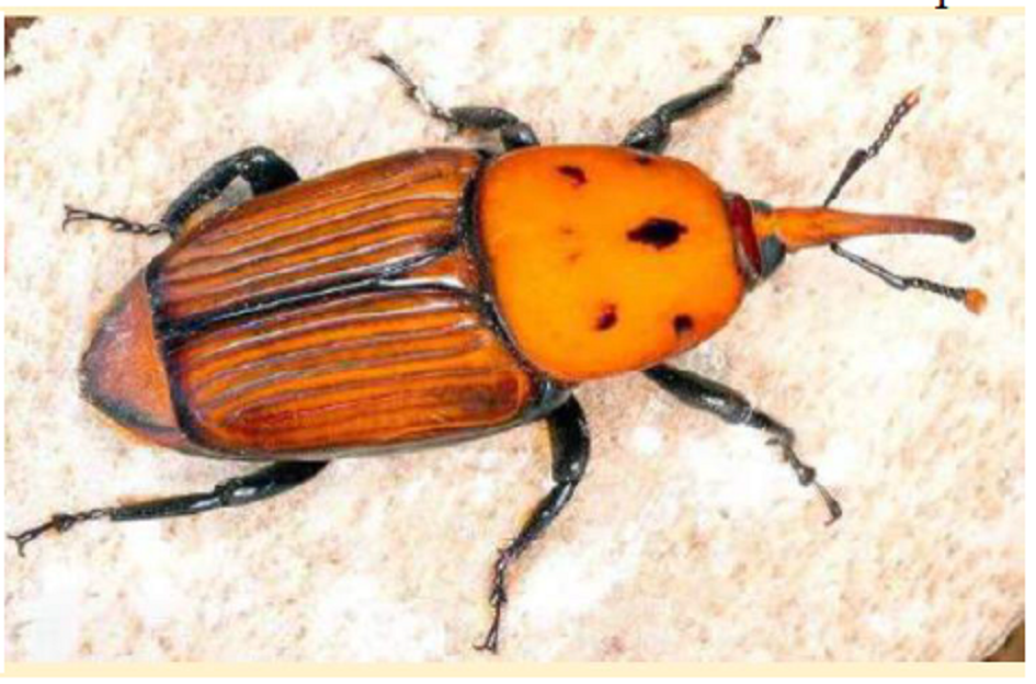 Información sobre el picudo rojo de las palmeras | MGAP