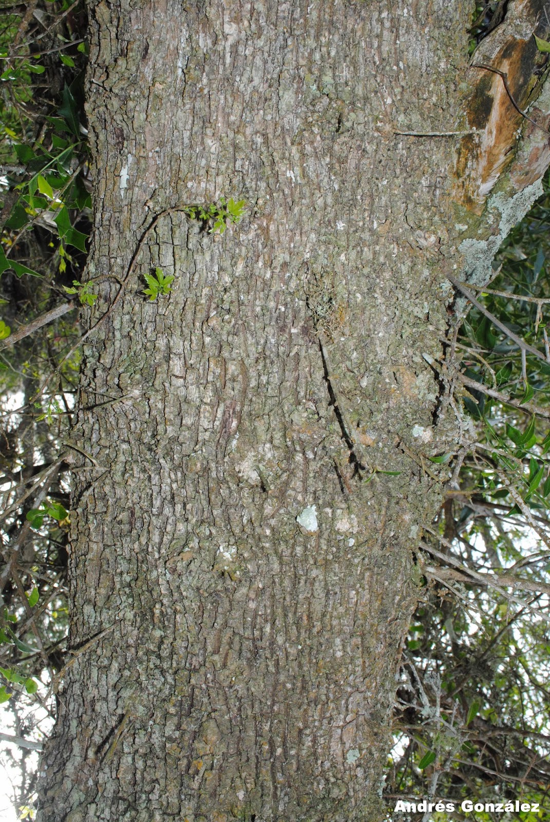Sideroxylum obtusifolium | Ministerio de Ganadería, Agricultura y Pesca