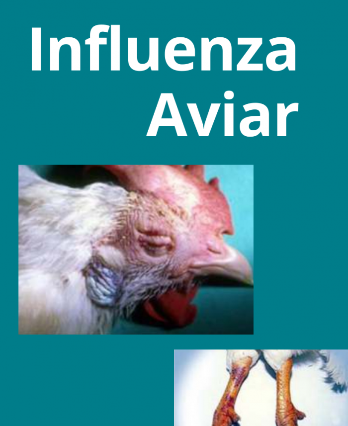 Enfermedades de las aves | Ministerio de Ganadería, Agricultura y Pesca