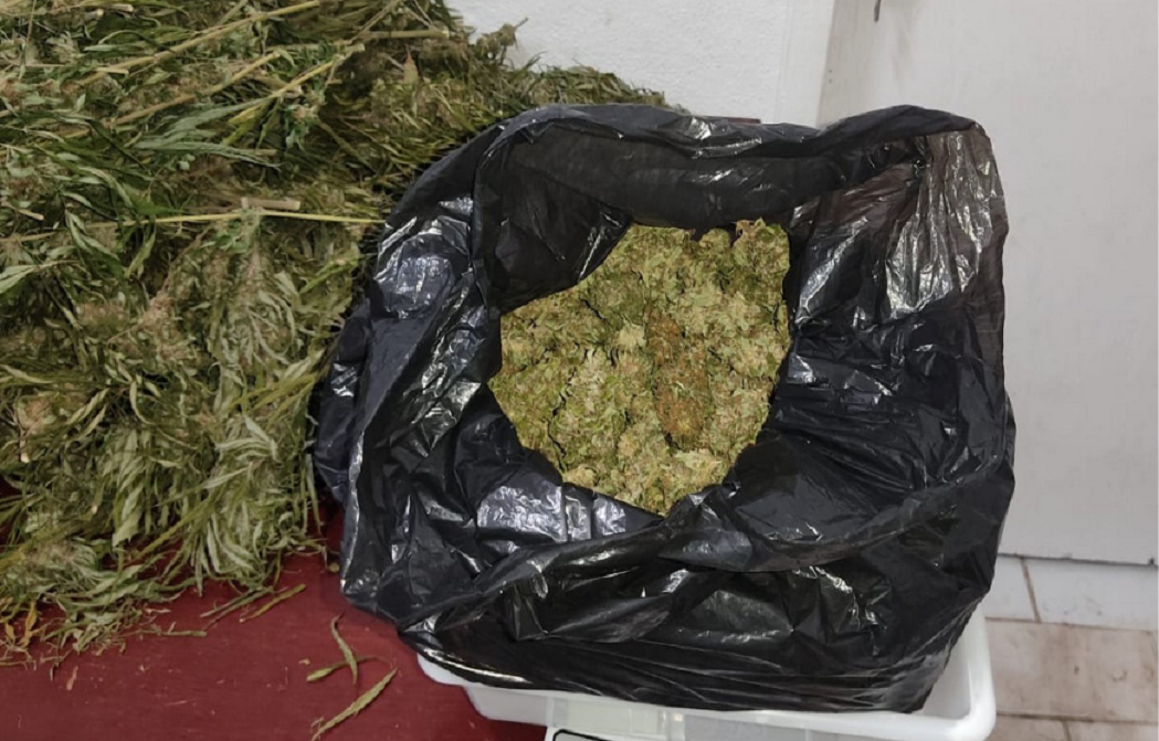 Investigación permitió incautar 27,500 kilogramos de cogollo de ...