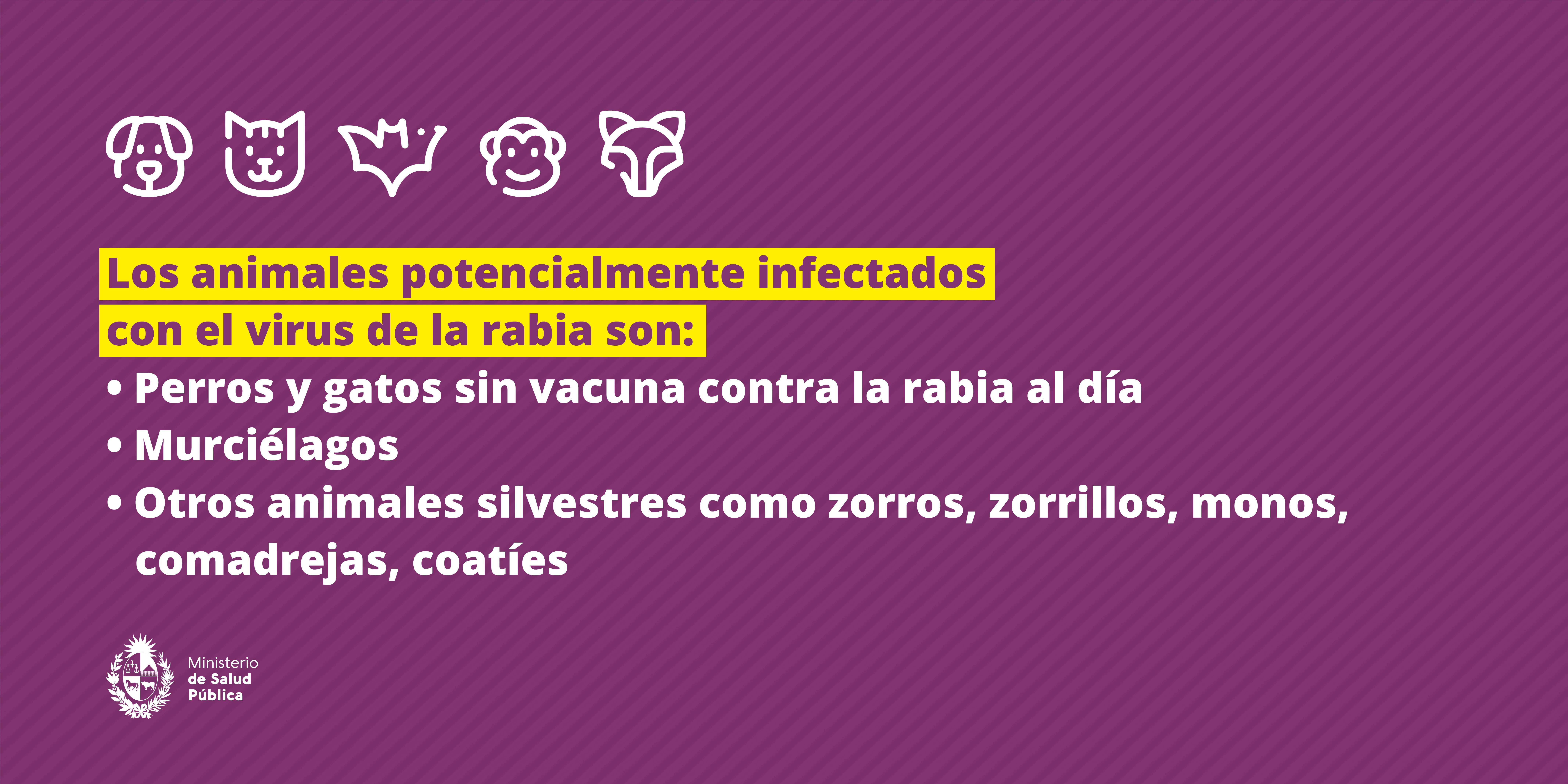 Campaña de prevención de rabia | Ministerio de Salud Pública