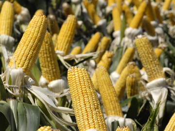 Gobierno prohibió uso del insecticida Endosulfan, perjudicial para la ...